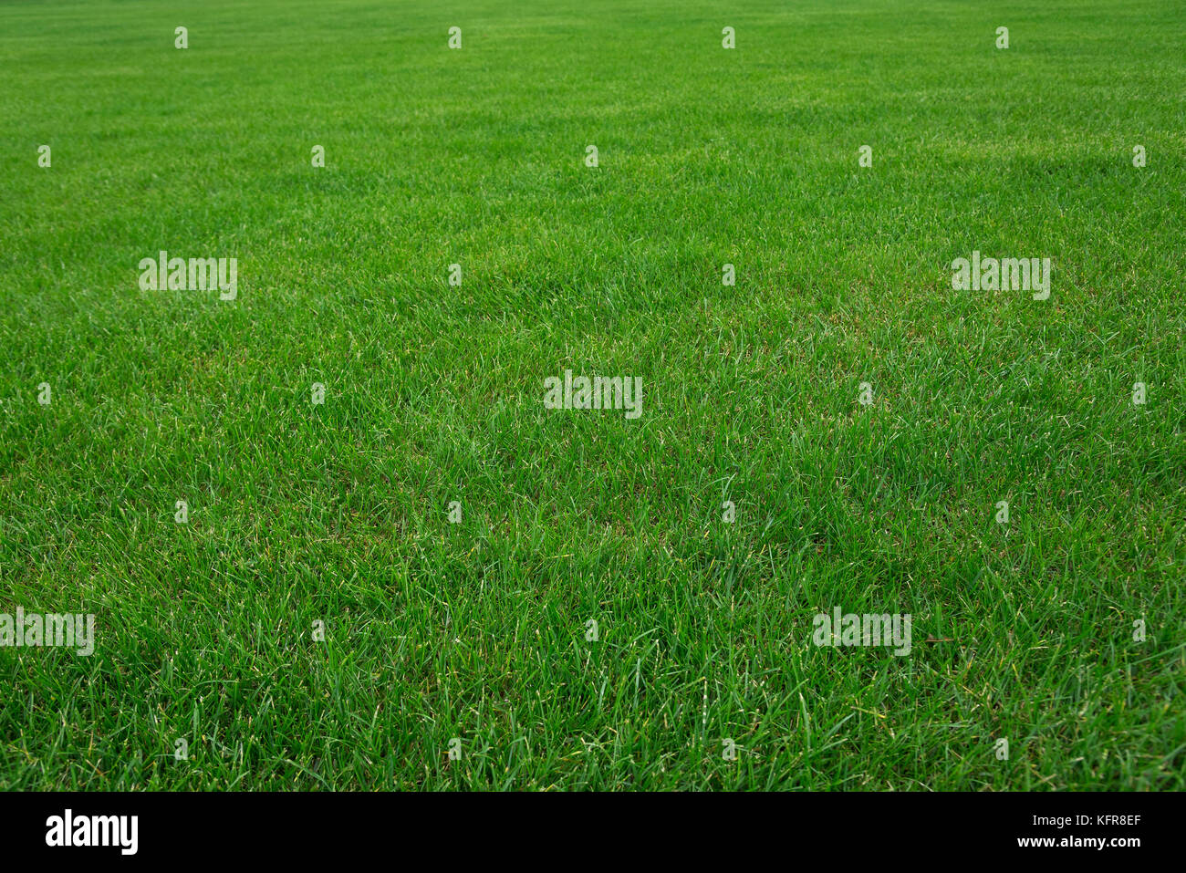 Beautiful green grass texture Stock Photo - Alamy