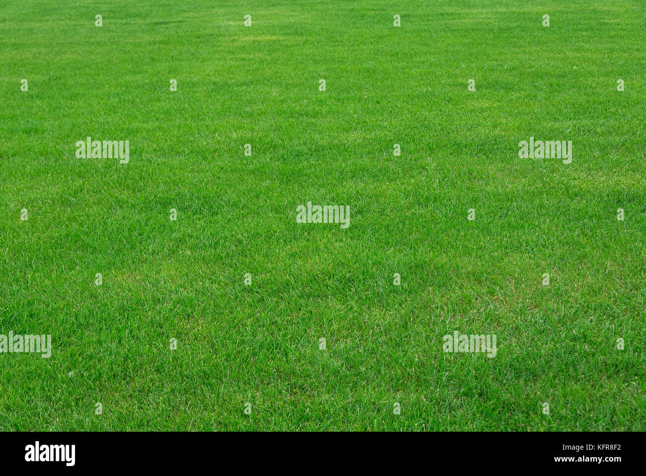 Beautiful green grass texture Stock Photo - Alamy
