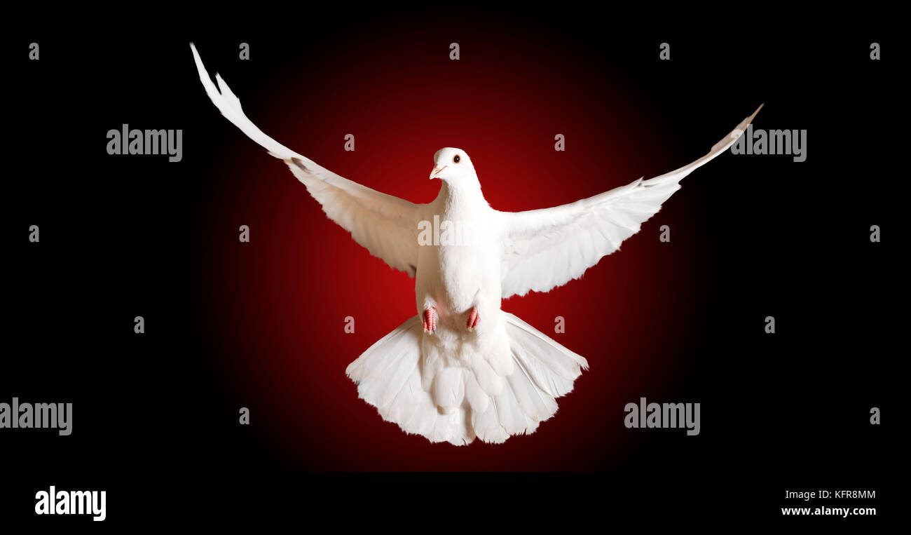 white dove sacred bird in islam flies on a dark background Stock Photo ...