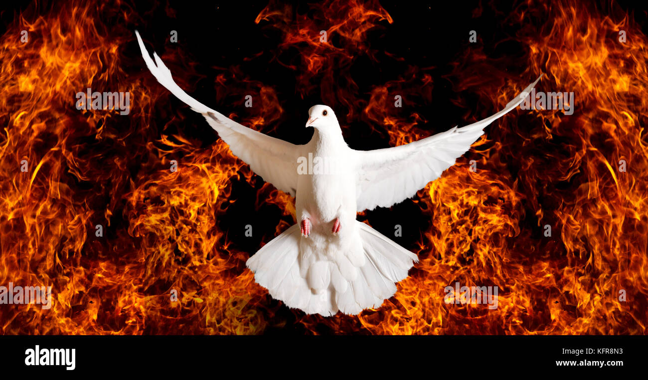 Flame Dove