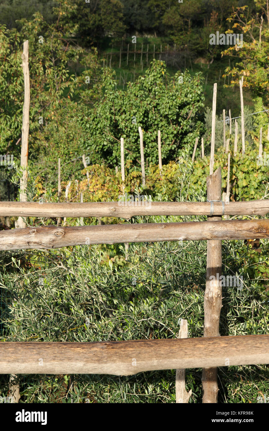 chestnut vine frame Italian vineyard Stock Photo - Alamy