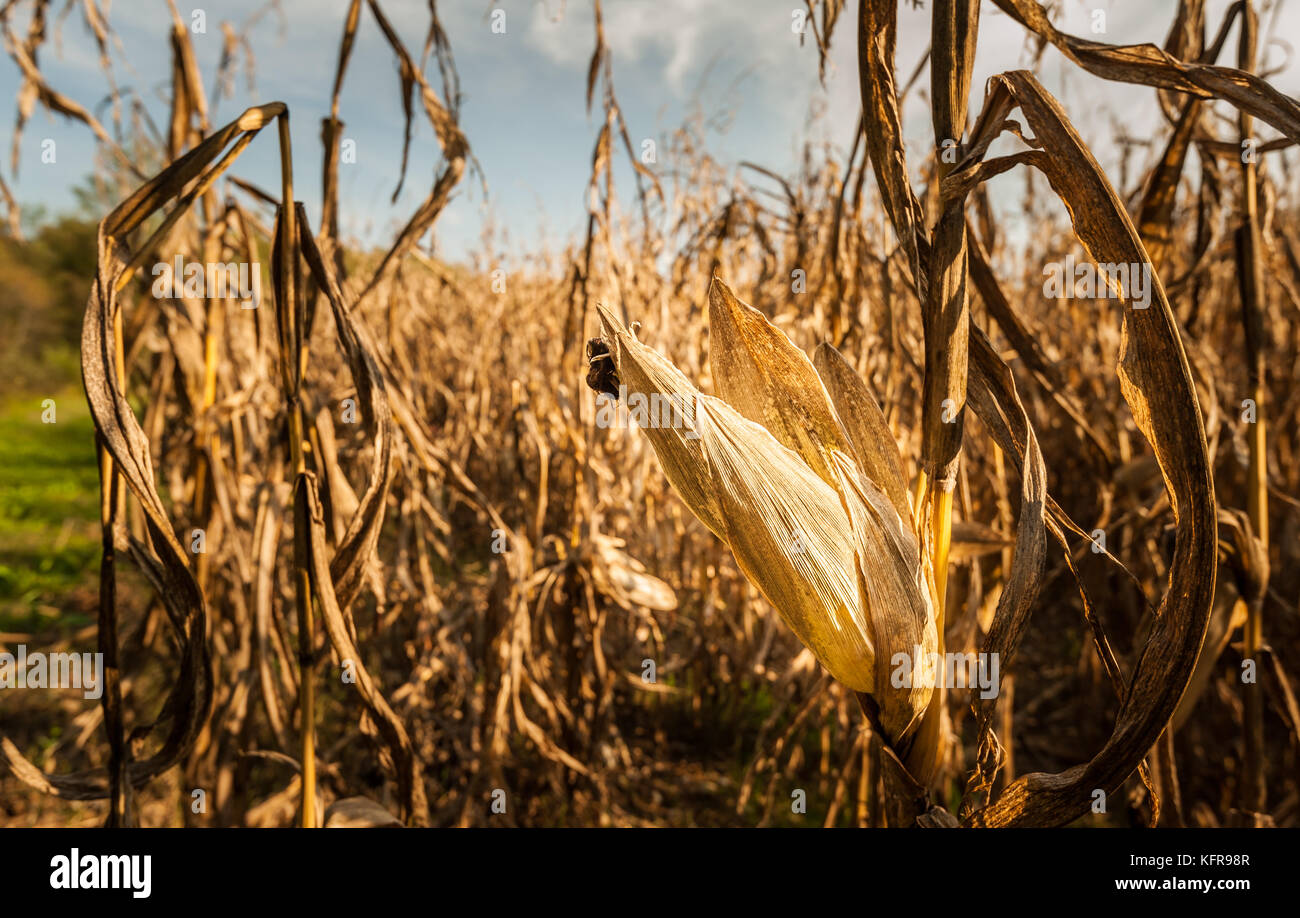 Corn cob on the stalk in the field. Ready for harvest Stock Photo - Alamy