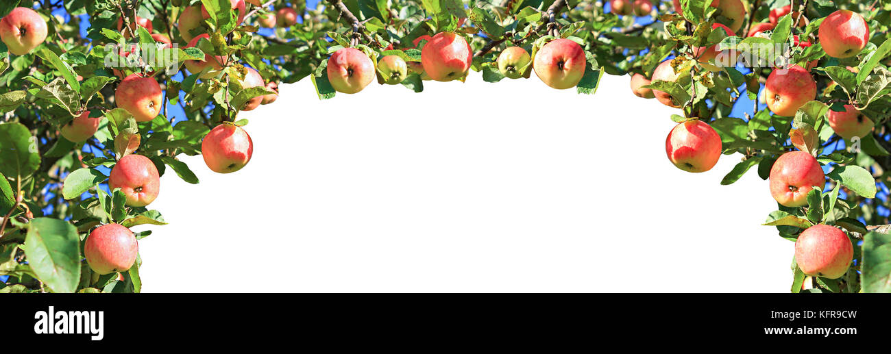 crop of red ripe apples on an apple-tree in garden. harvesting fruits ...