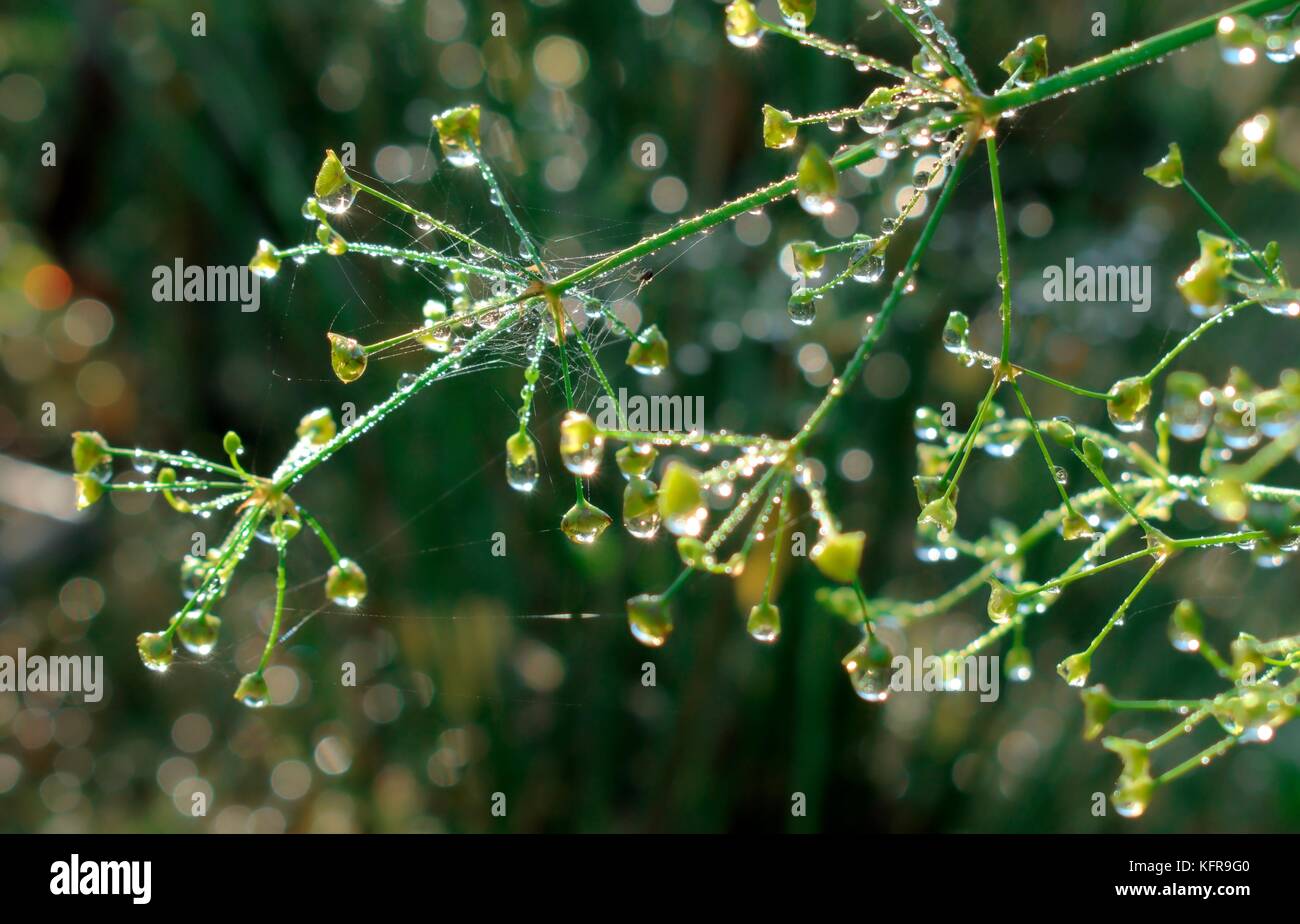Natural background with forest plants and dew Stock Photo - Alamy