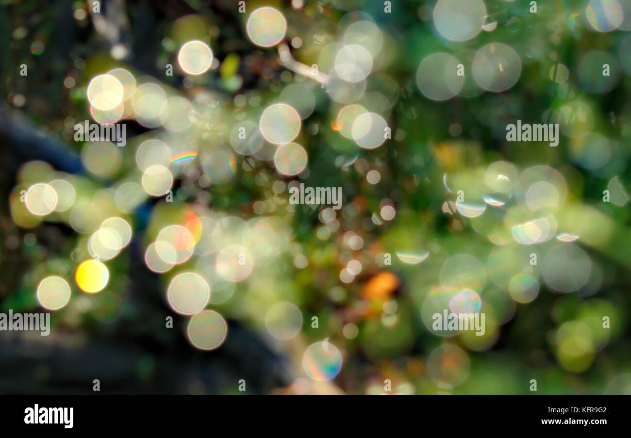Beautiful forest bokeh background copy hi-res stock photography and ...