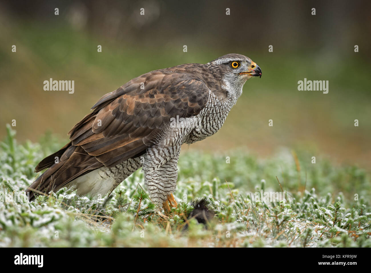 Northern Goshawk Canada High Resolution Stock Photography and Images ...