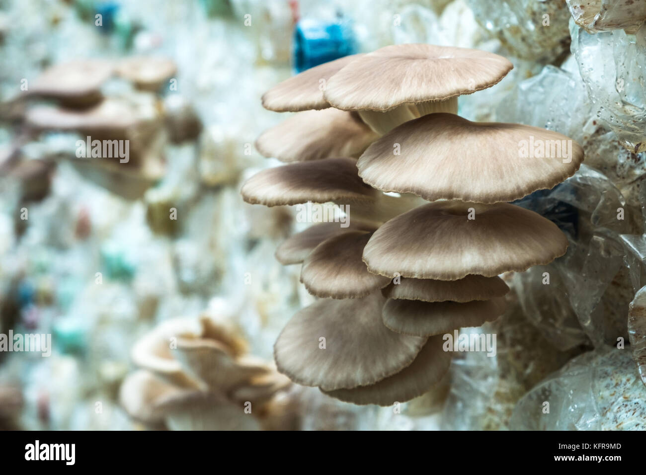 Bhutan Oyster Mushroom in farm,indoor Stock Photo - Alamy