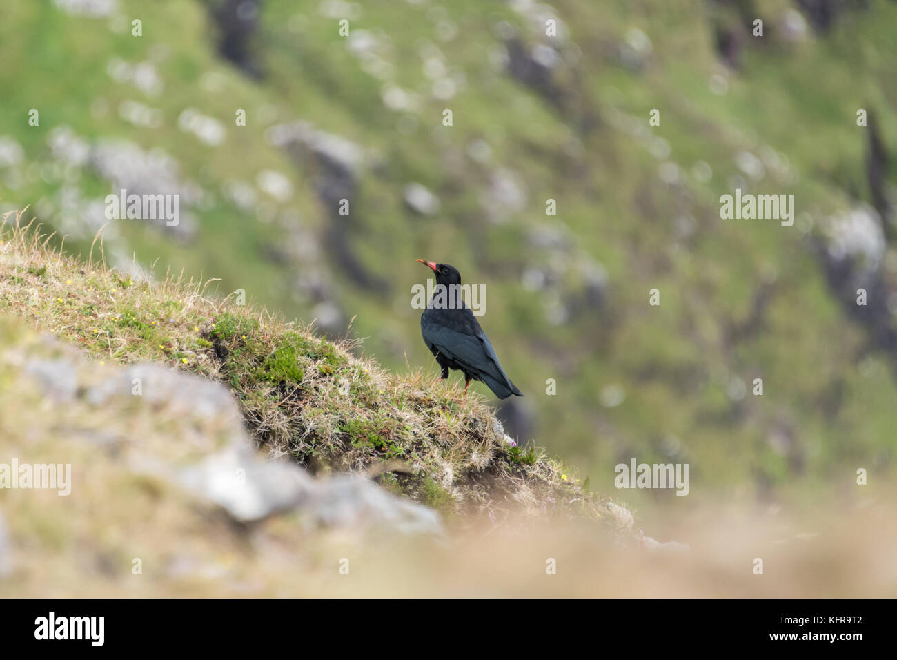 Chough on cliff in Ireland Stock Photo - Alamy
