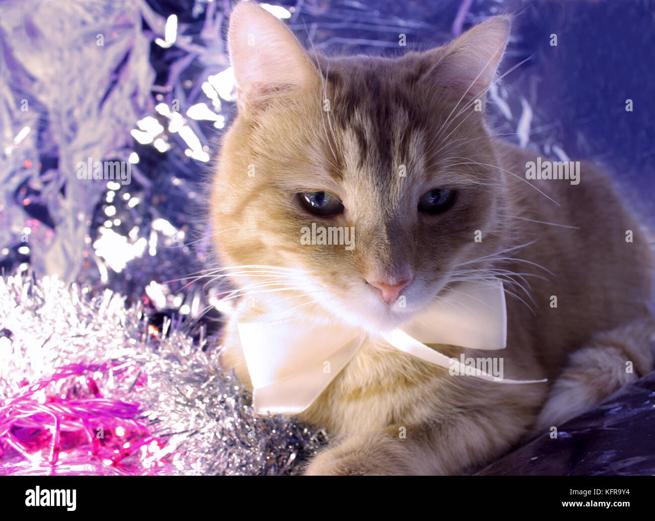 Sheva hi-res stock photography and images - Alamy