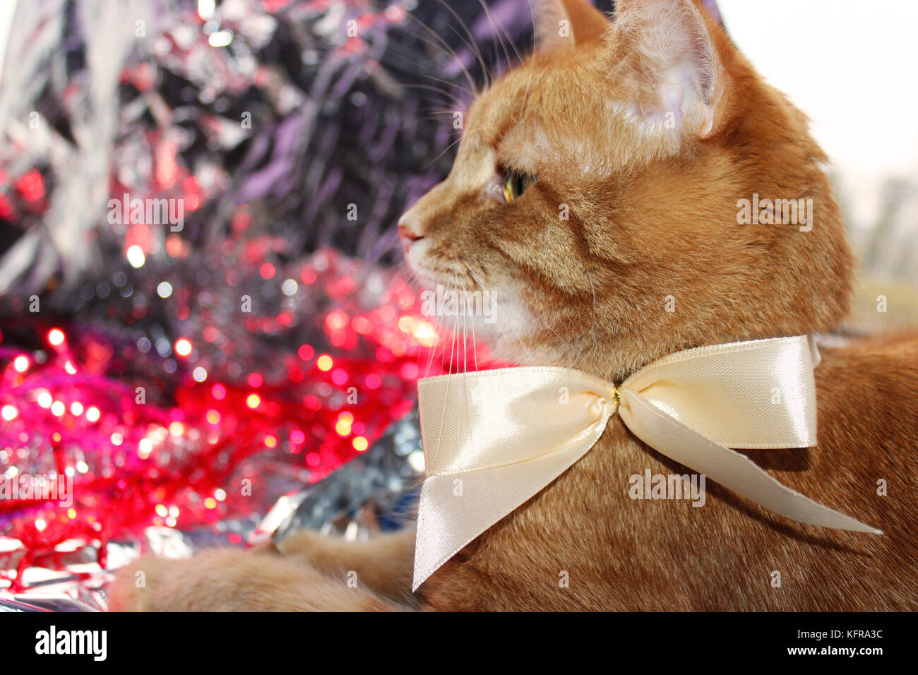 Sheva hi-res stock photography and images - Alamy