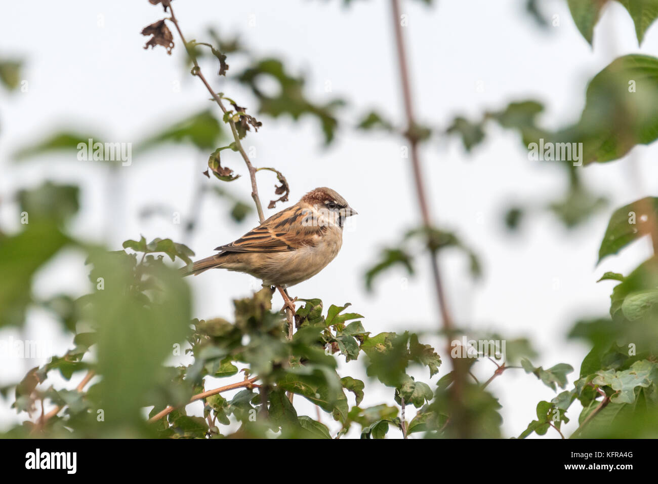 Juvenile Male House Sparrow Stock Photo - Alamy