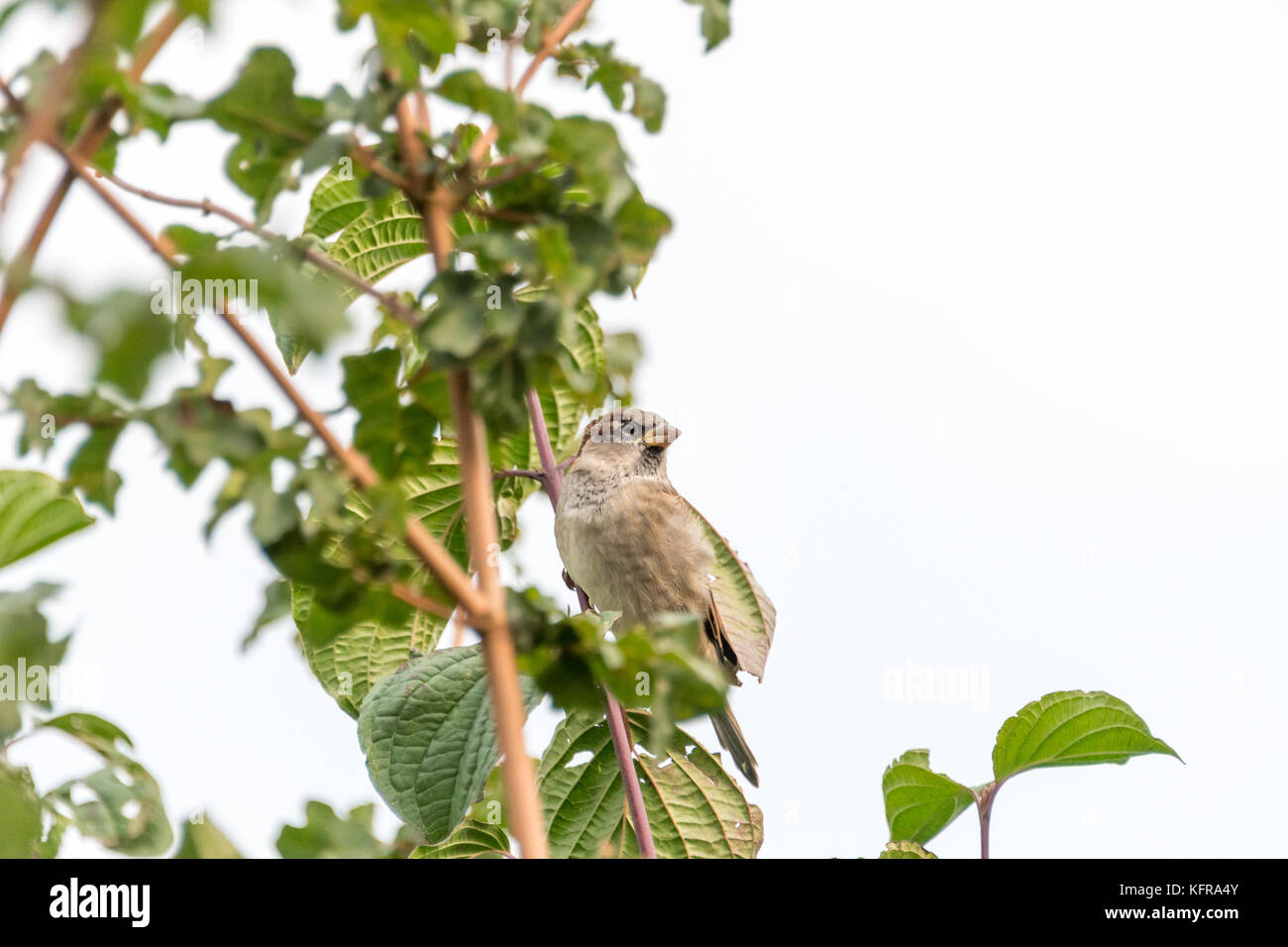 Juvenile Male House Sparrow Stock Photo - Alamy