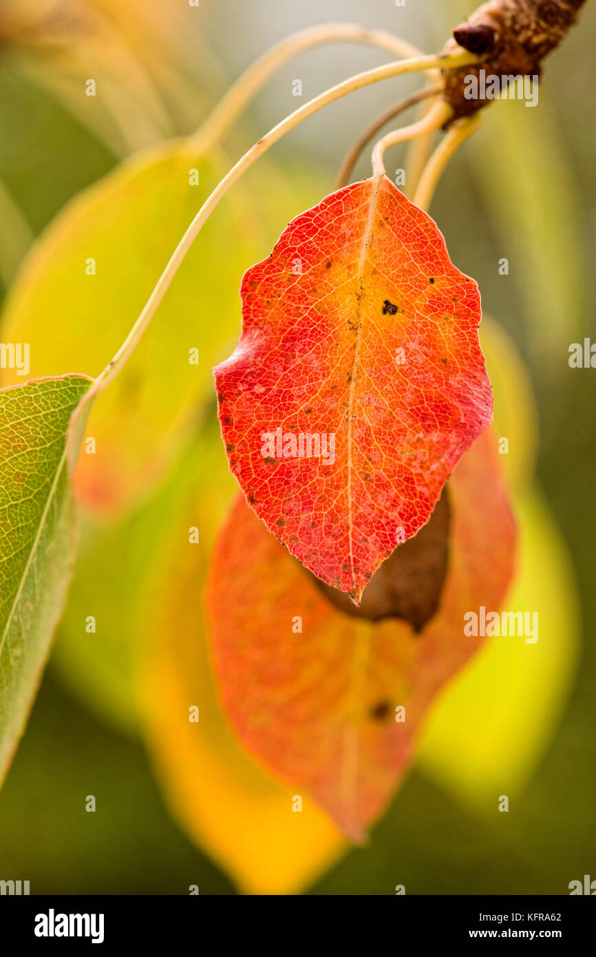 Water pear tree leaf hi-res stock photography and images - Alamy