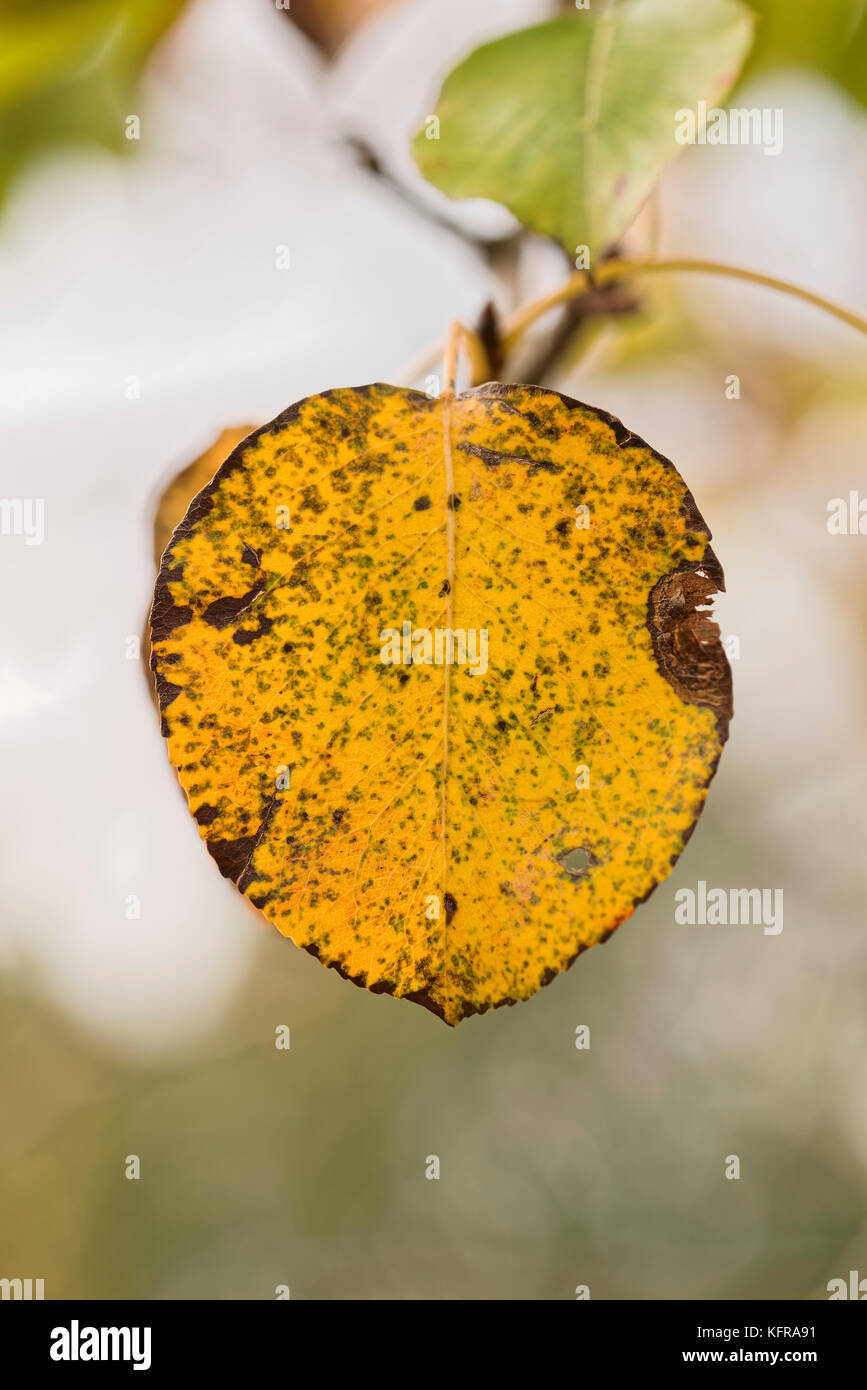 Yellowed leaves of wild pear tree in autumn. Water spray and droplets ...
