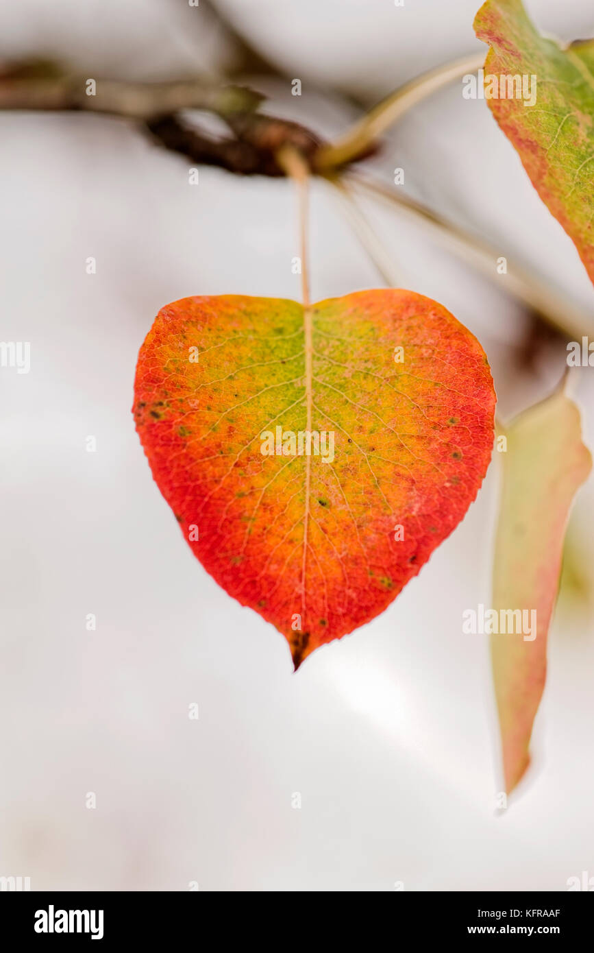 Yellowed leaves of wild pear tree in autumn. Water spray and droplets ...