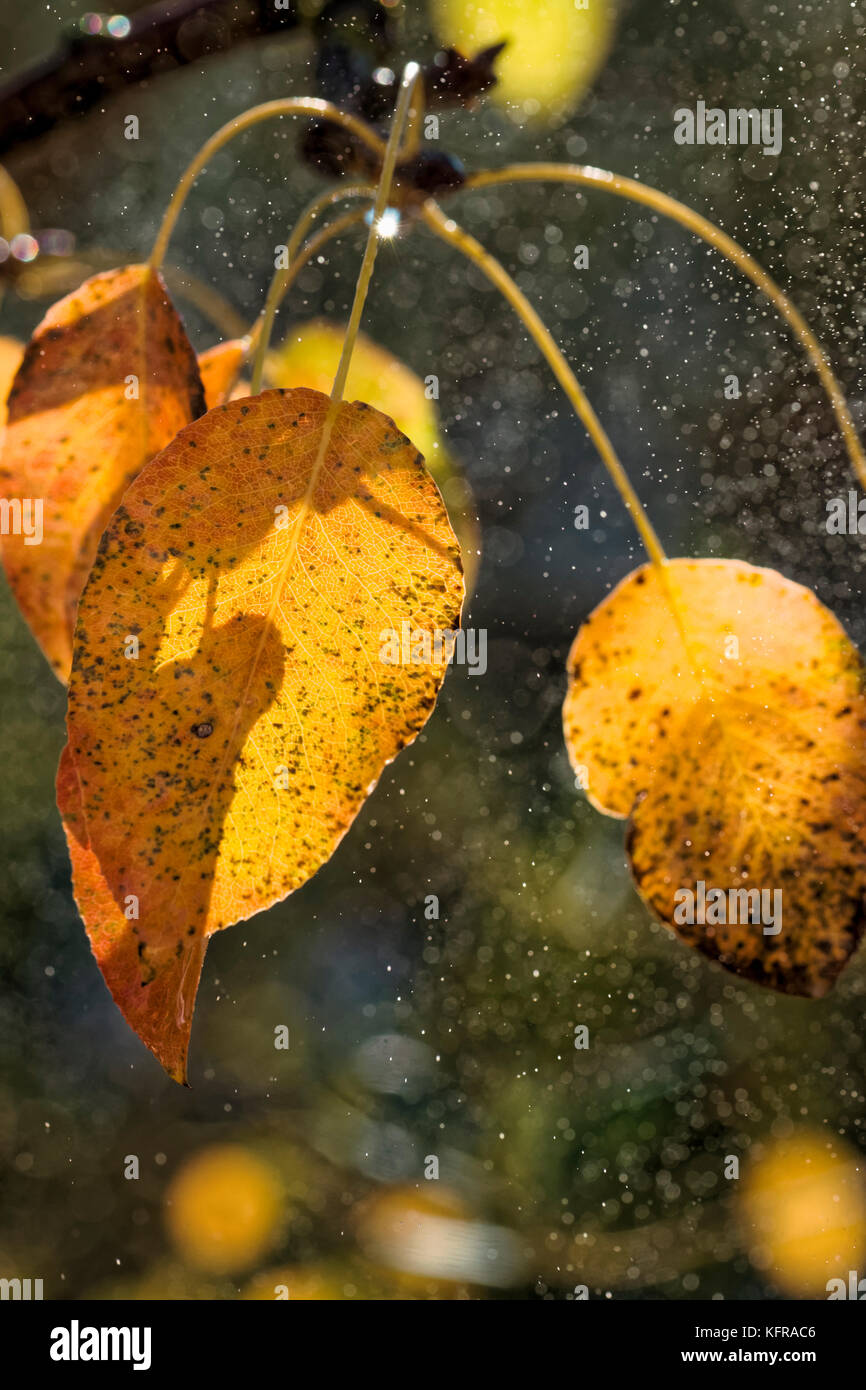 Water pear tree leaf hi-res stock photography and images - Alamy