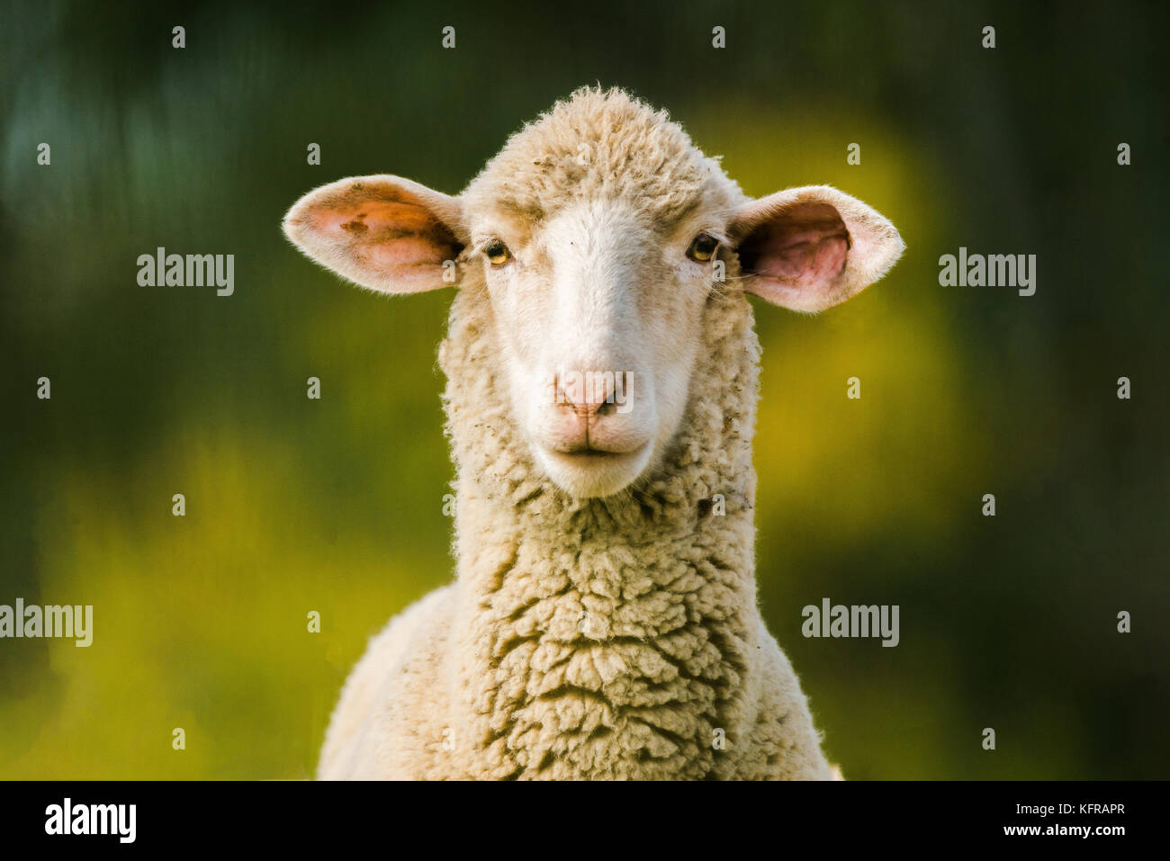 Sheep looking to camera hi-res stock photography and images - Alamy