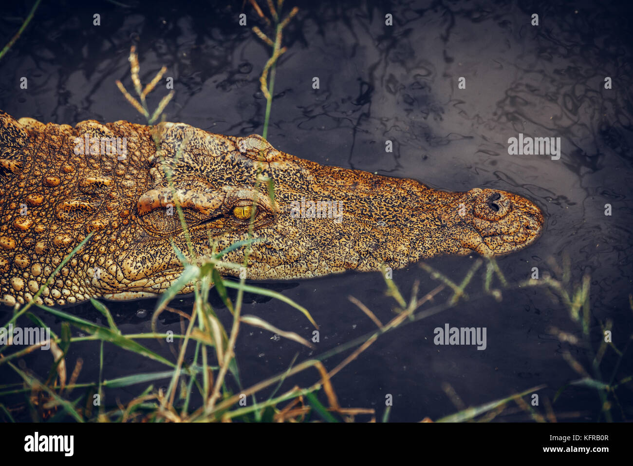 wildlife crocodile hidden in the water in the water, dramatic ...