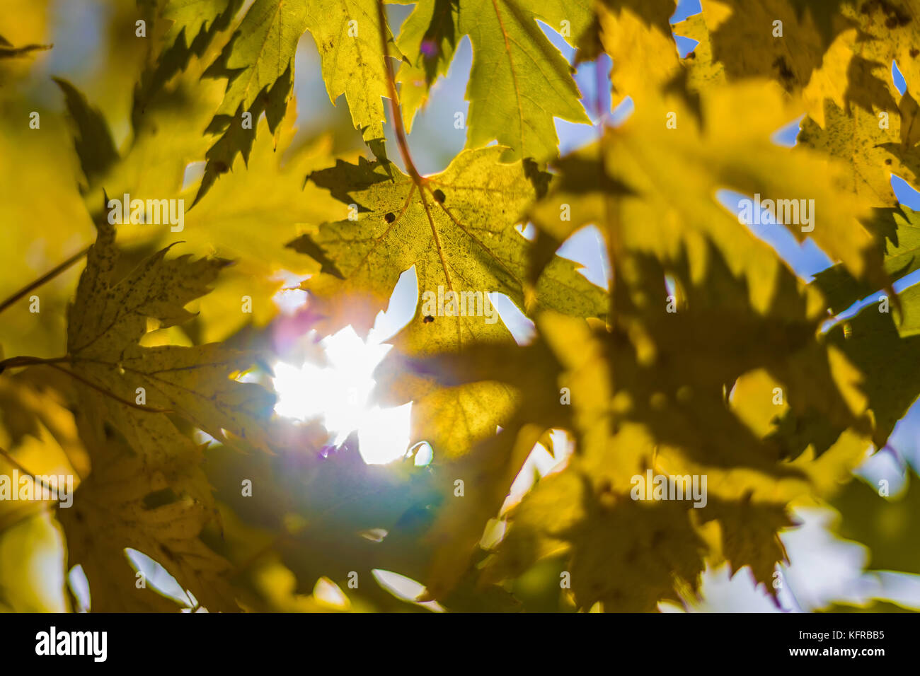 Yellow and green maple leaves in autumn on blue sky background with sun rays penetration Stock ...