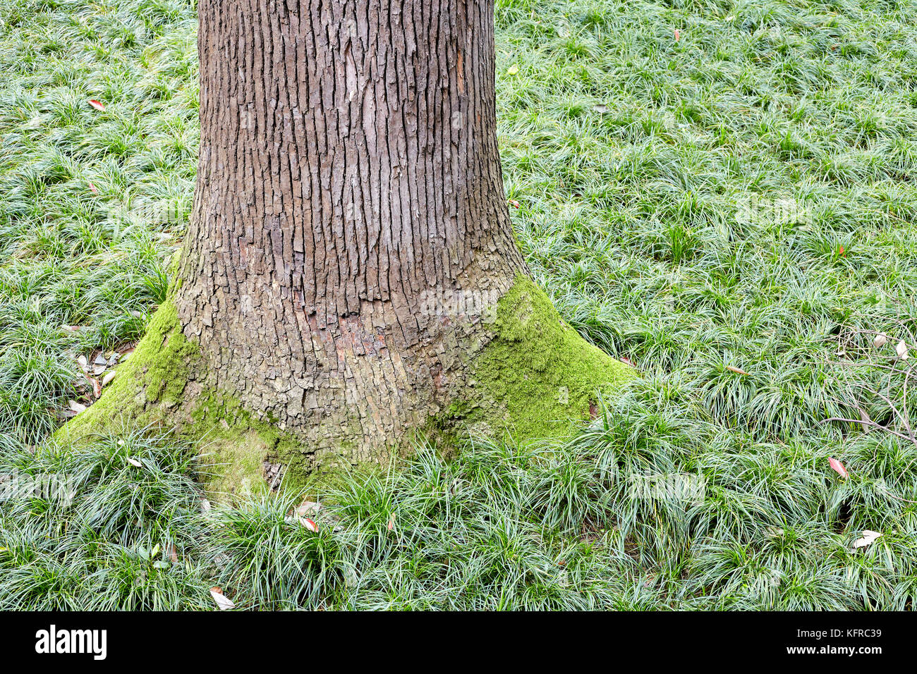Picture of trunk hi-res stock photography and images - Alamy