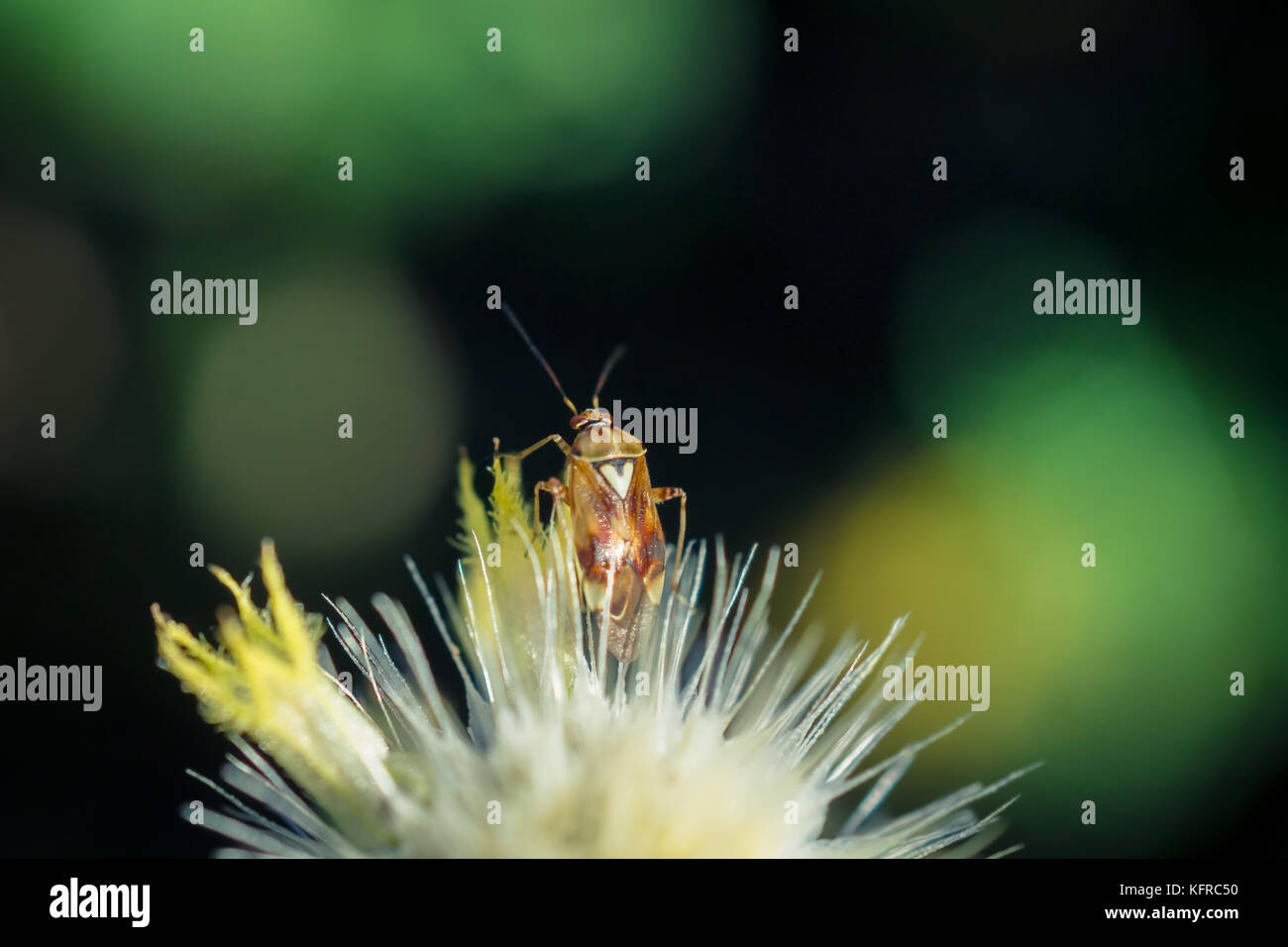 Small bug, big heart Stock Photo - Alamy