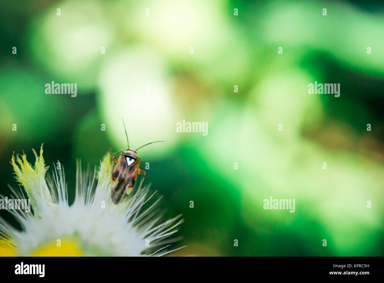 Small bug, big heart Stock Photo - Alamy