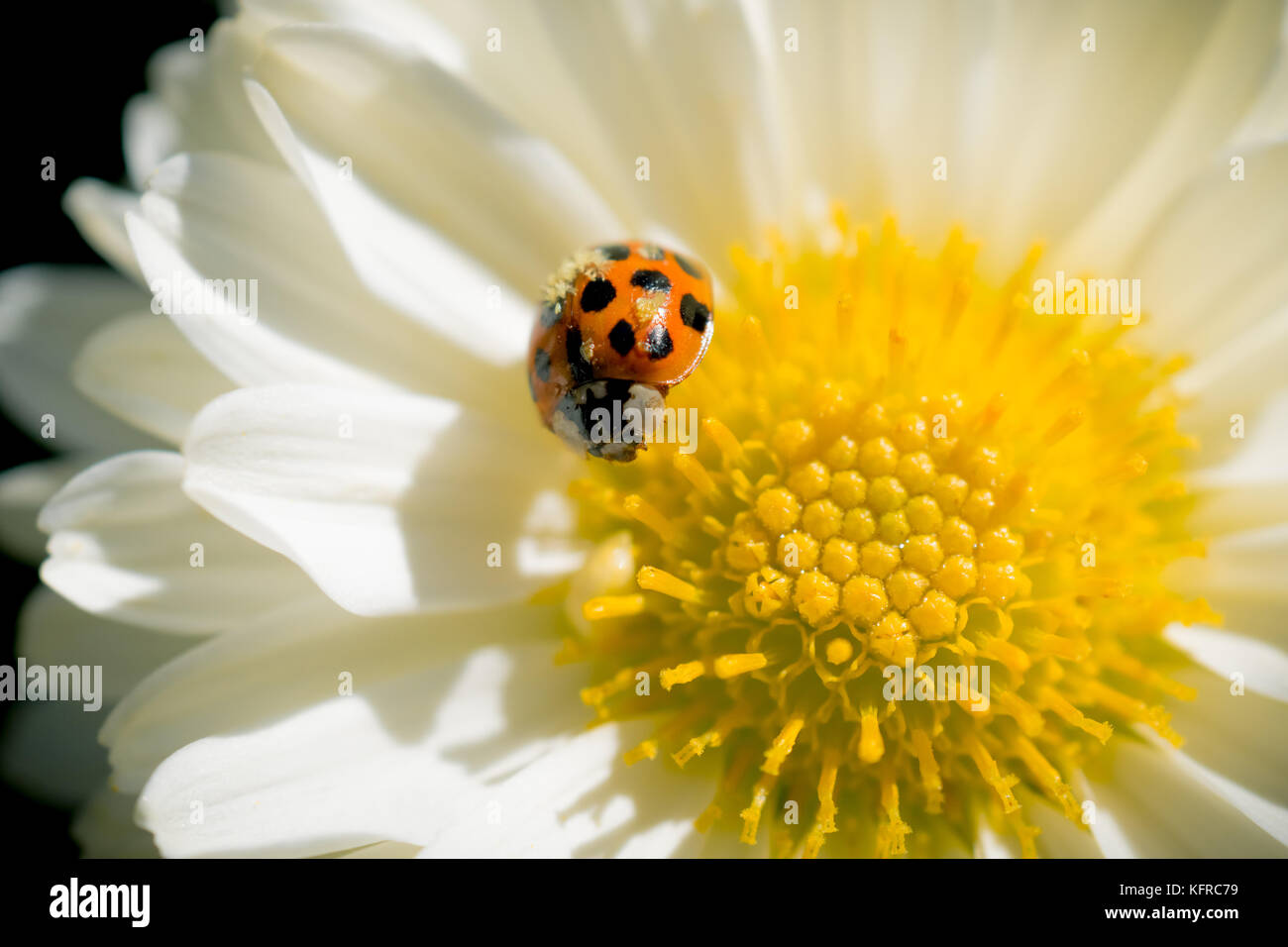 Ladybug on flower Stock Photo - Alamy