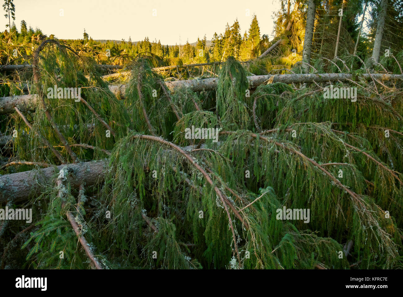 Big pine trees fallen during the storm Stock Photo - Alamy