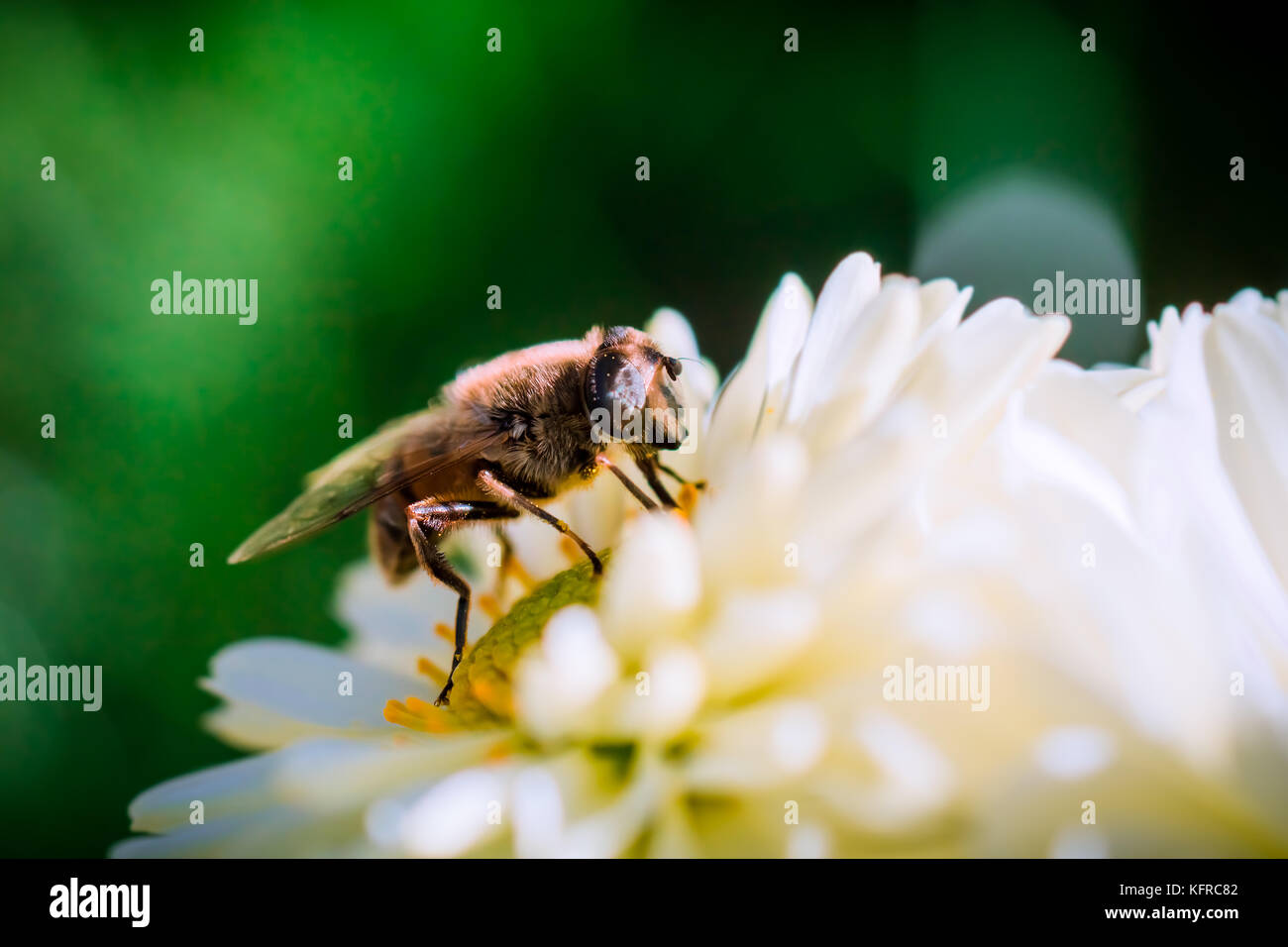 Bee on chrysanthemum flower hi-res stock photography and images - Alamy