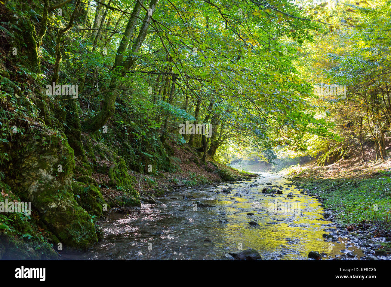 Landscape with mountain river flowing through forest Stock Photo - Alamy