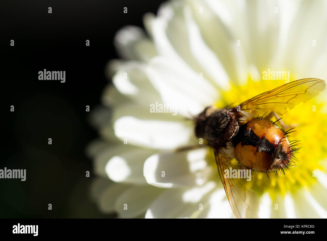 Fly low section Stock Photo - Alamy