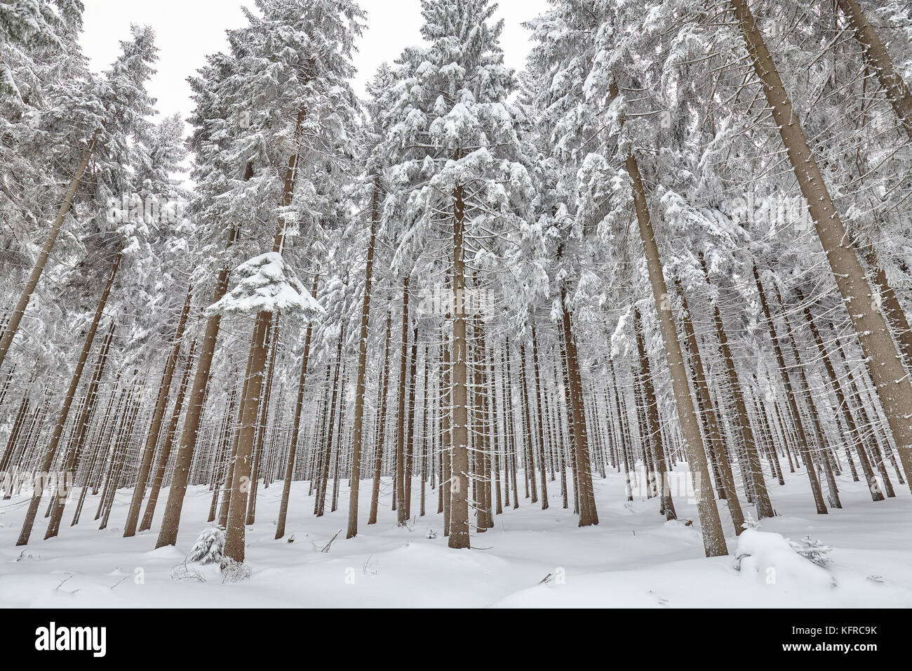 Winter forest landscape with snow covered trees Stock Photo - Alamy