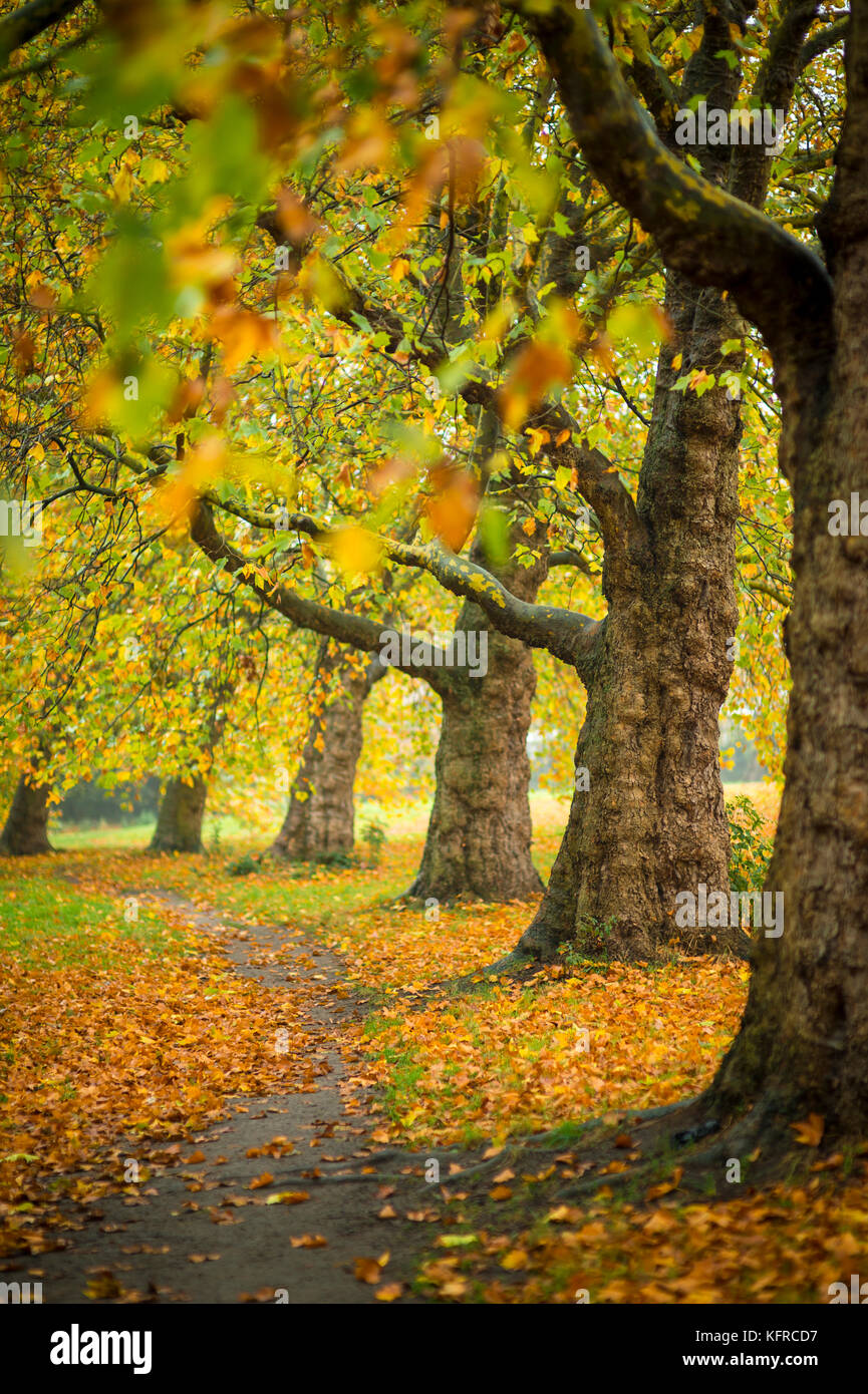 Footpath through beautiful still autumn colours Stock Photo - Alamy