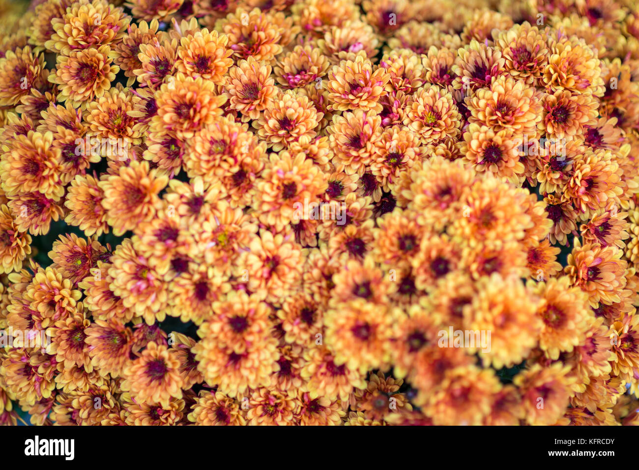 Bunch Of Orange Flowers High Resolution Stock Photography and Images ...