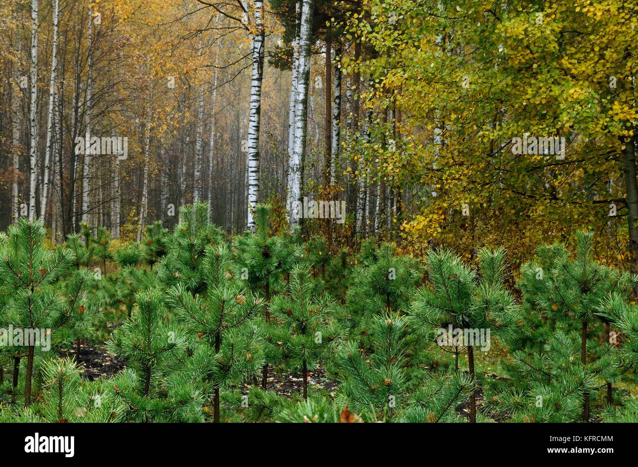 Sosnovka hi-res stock photography and images - Alamy