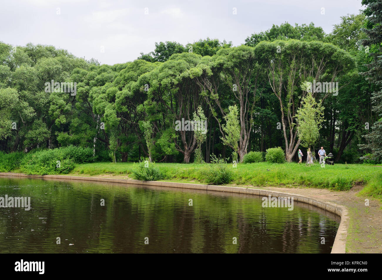 Beautiful in summer Park.Trees growing green leaves Stock Photo - Alamy