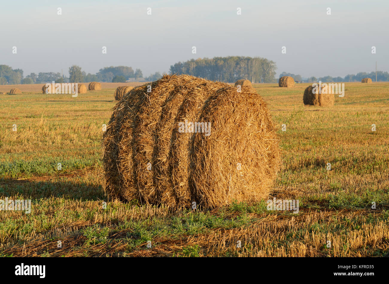 Coil with grain plants lying on the field Stock Photo - Alamy