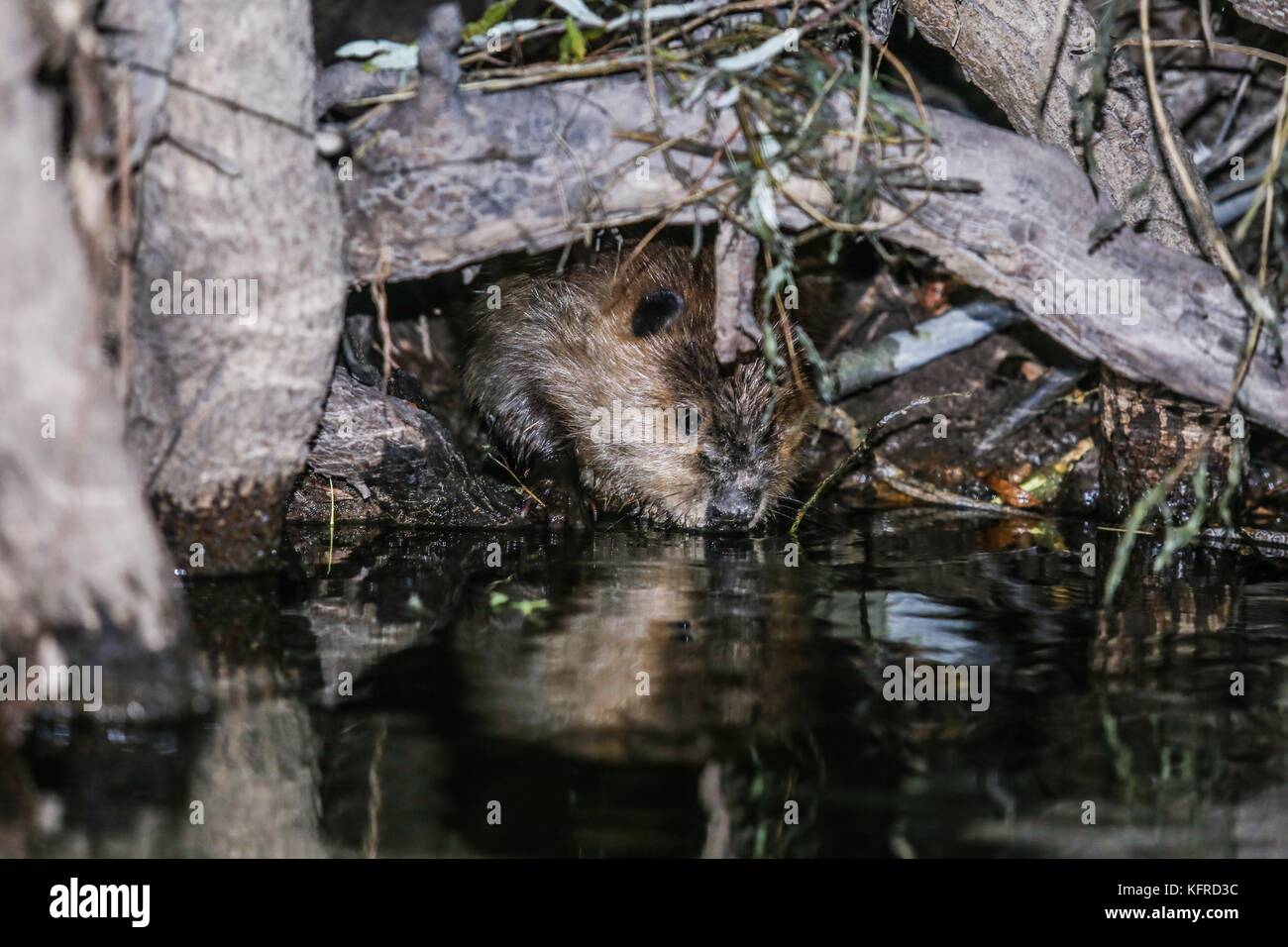 Canadian Beaver Dams Ecosystem in the Cuenca los Ojos in Agua Prieta ...