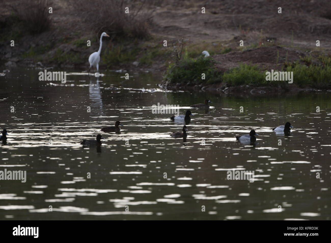 Hundreds of birds and ducks rest, fish for food and fly over the ...
