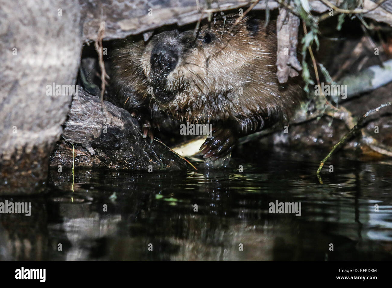 Canadian Beaver Dams Ecosystem in the Cuenca los Ojos in Agua Prieta ...