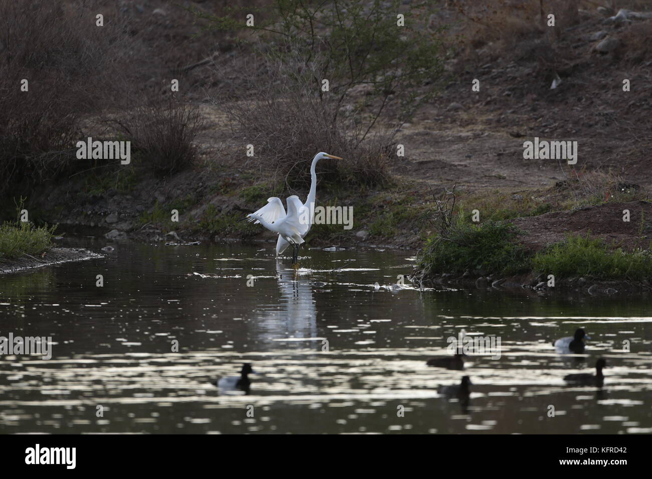 Hundreds of birds and ducks rest, fish for food and fly over the ...