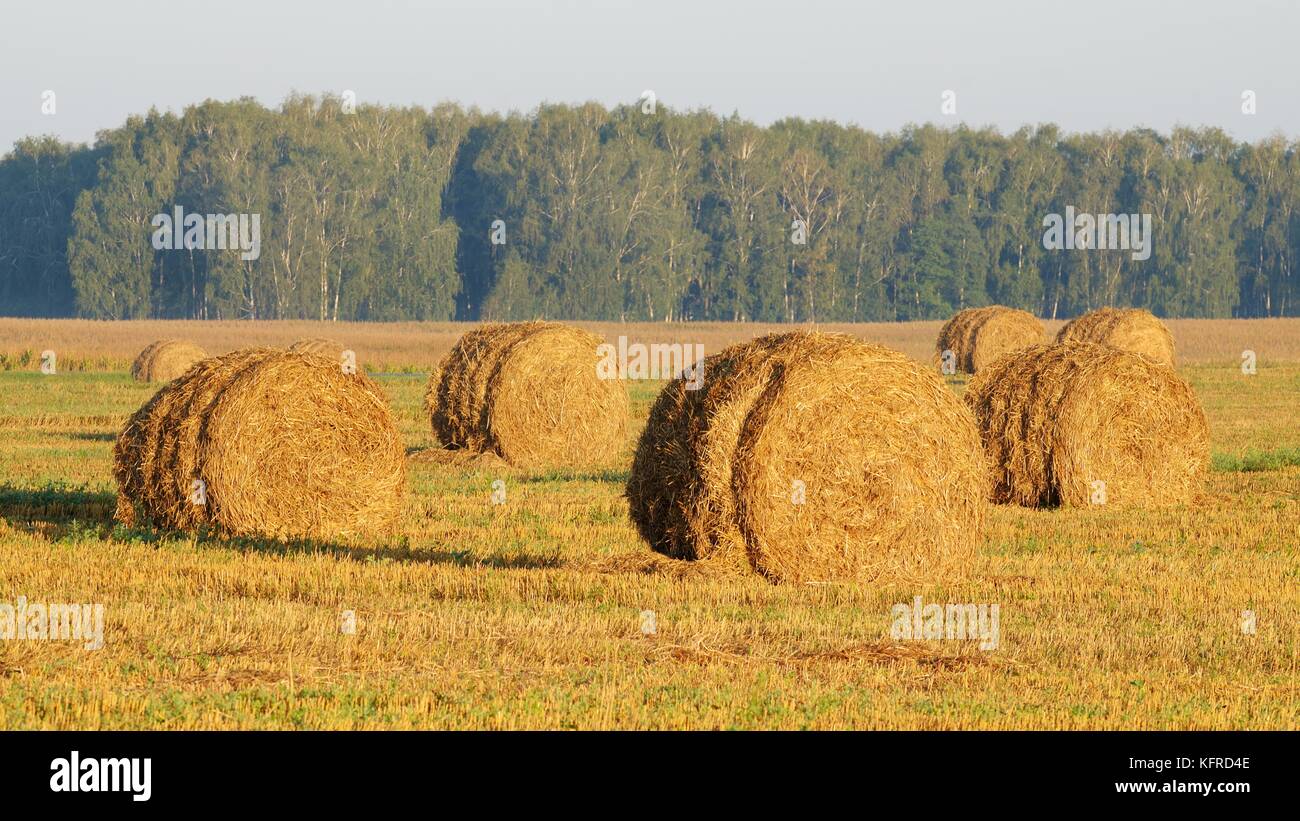 Coil with grain plants lying on the field Stock Photo - Alamy