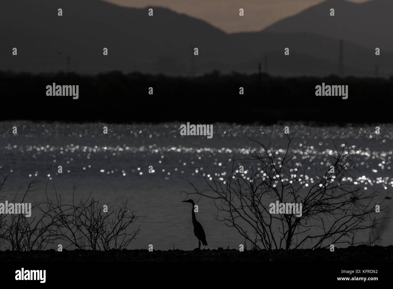 Hundreds of birds and ducks rest, fish for food and fly over the ...