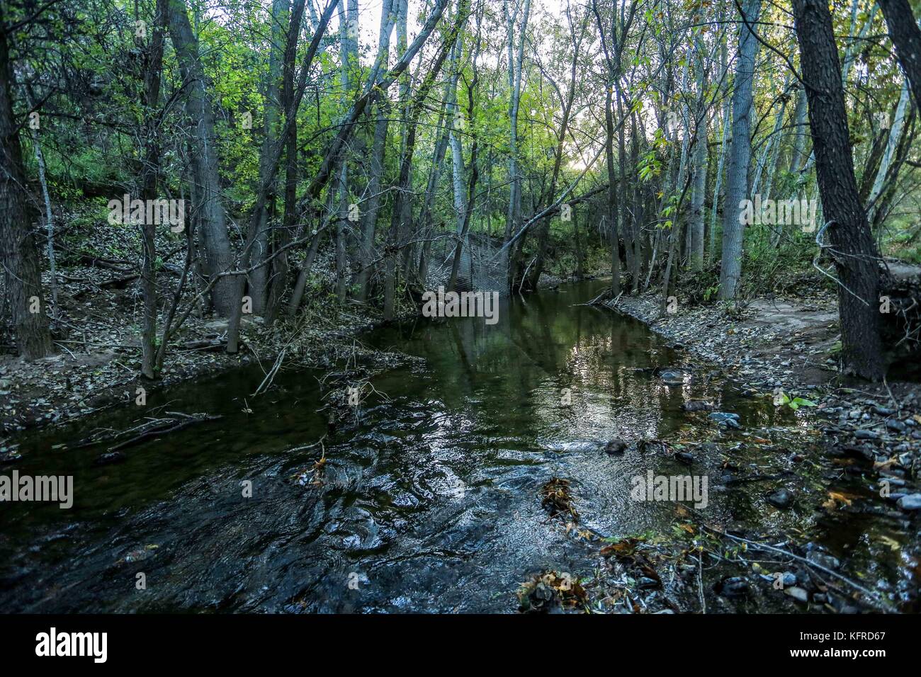 Canadian Beaver Dams Ecosystem in the Cuenca los Ojos in Agua Prieta ...