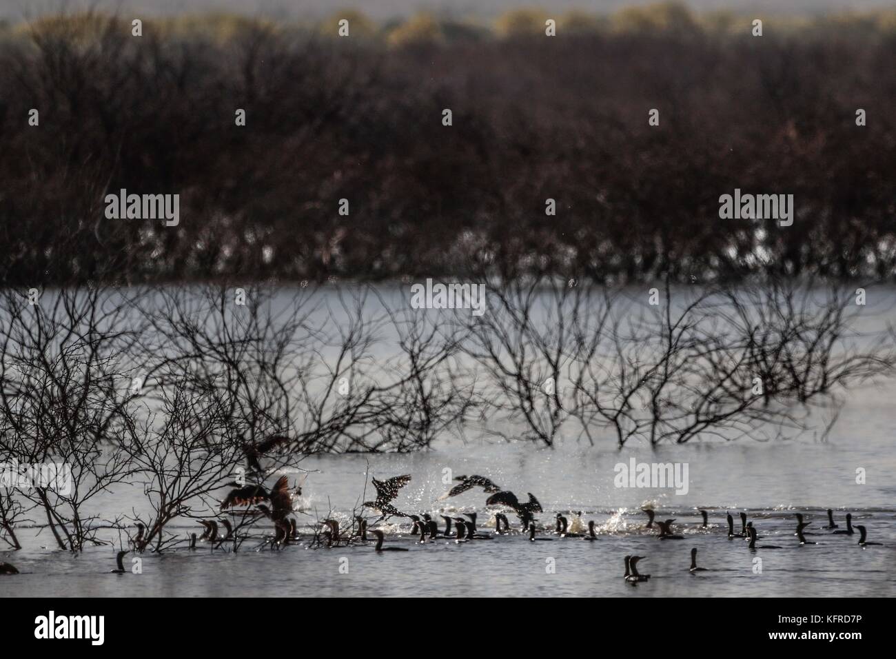 Hundreds of birds and ducks rest, fish for food and fly over the ...
