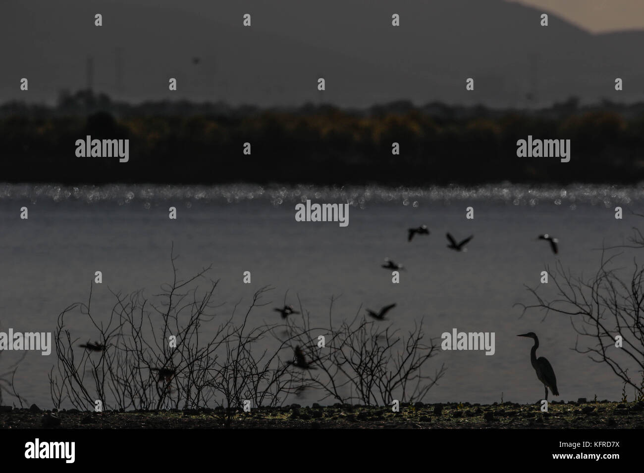 Hundreds of birds and ducks rest, fish for food and fly over the ...