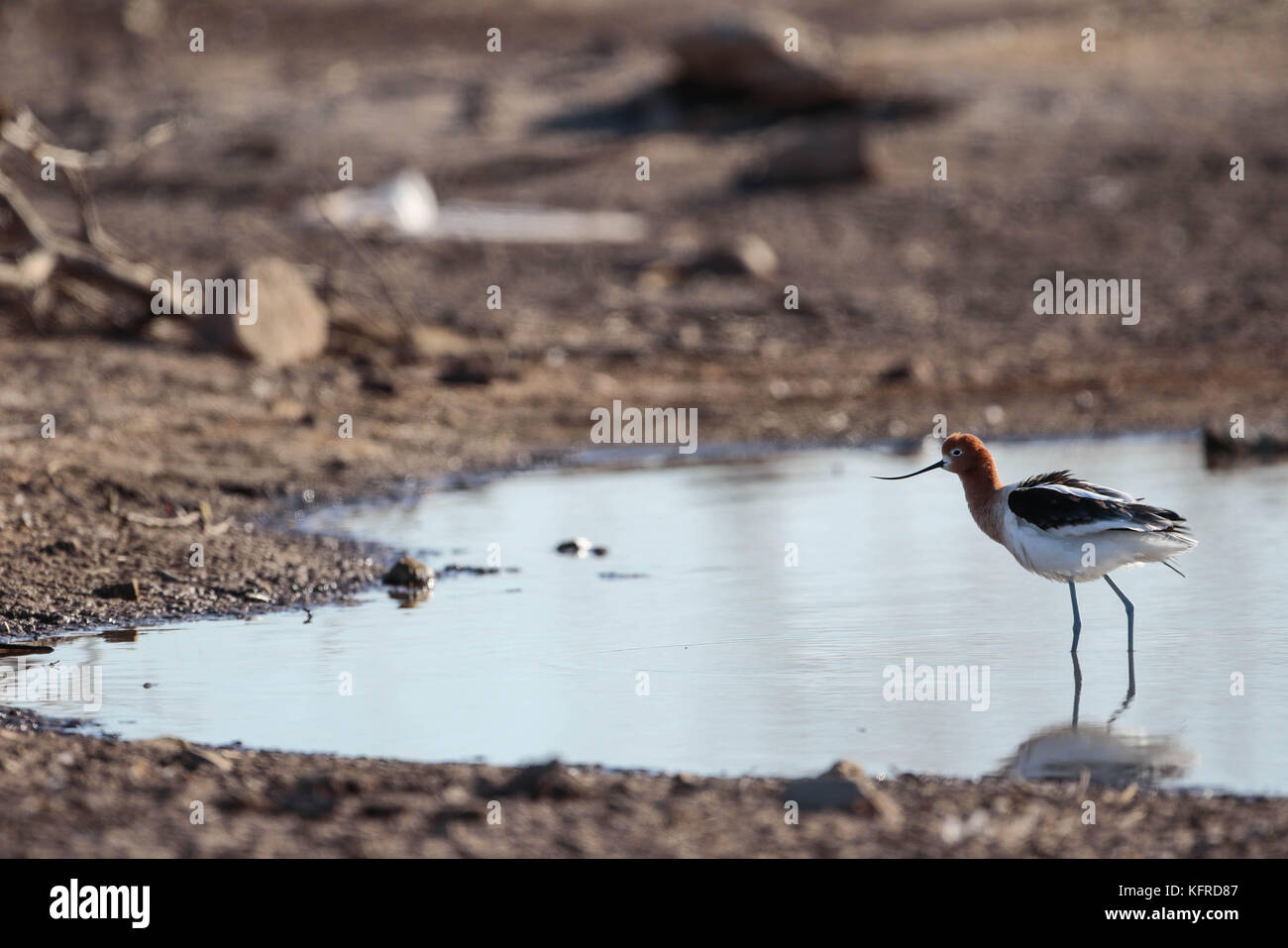Hundreds of birds and ducks rest, fish for food and fly over the ...