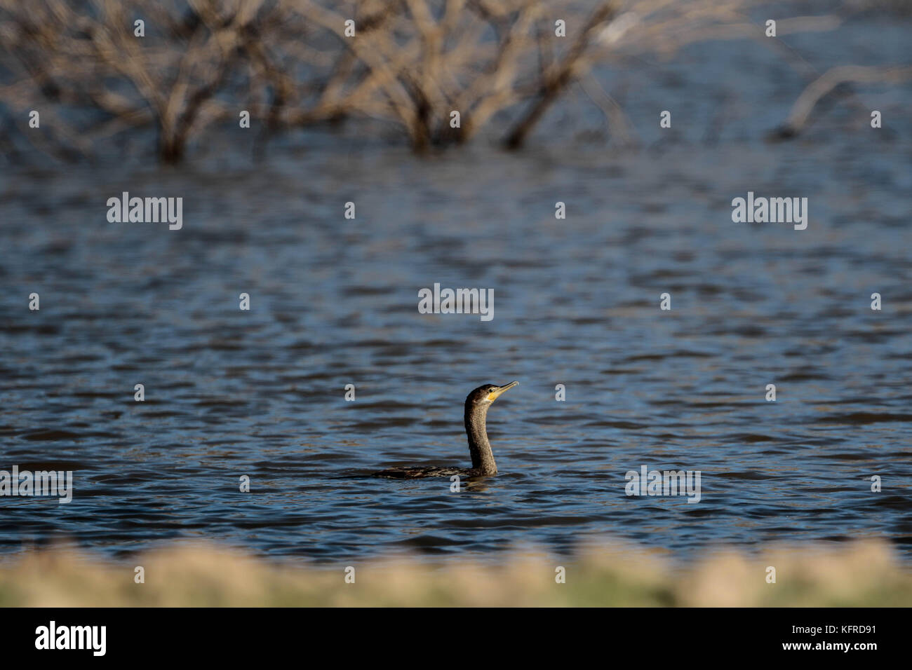 Hundreds of birds and ducks rest, fish for food and fly over the ...