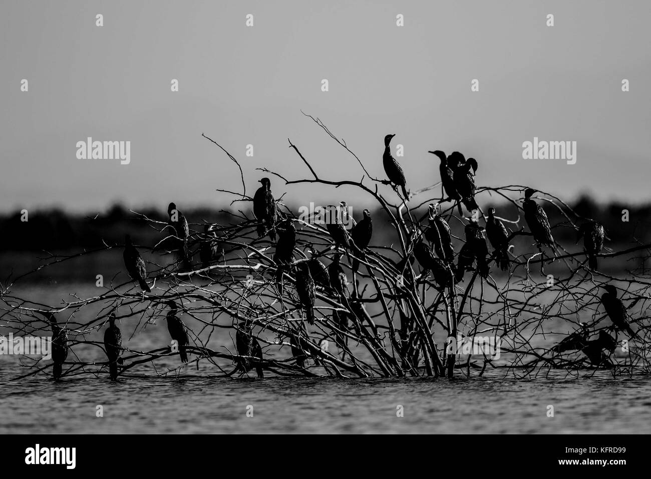 Hundreds of birds and ducks rest, fish for food and fly over the ...