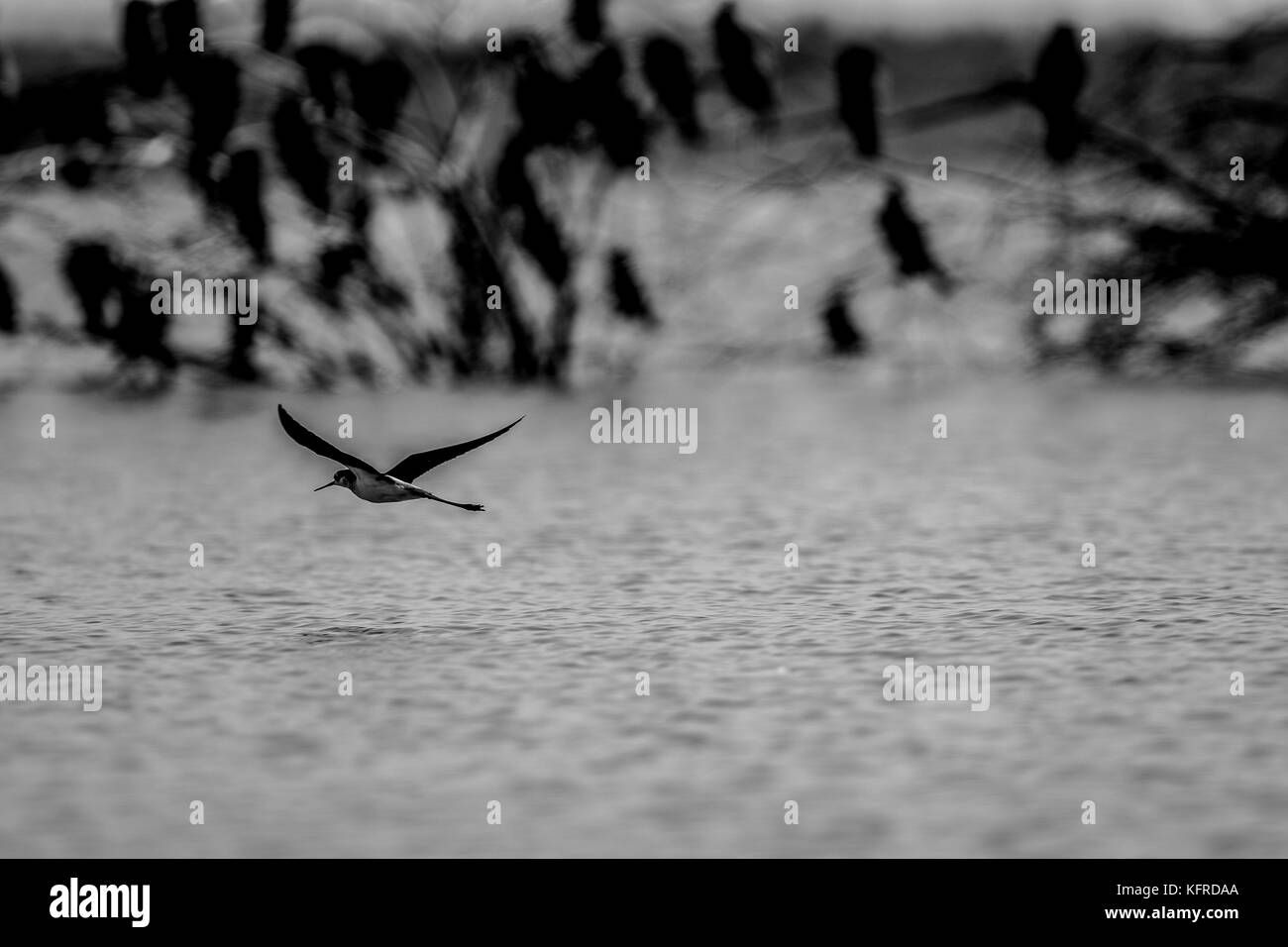 Hundreds of birds and ducks rest, fish for food and fly over the ...